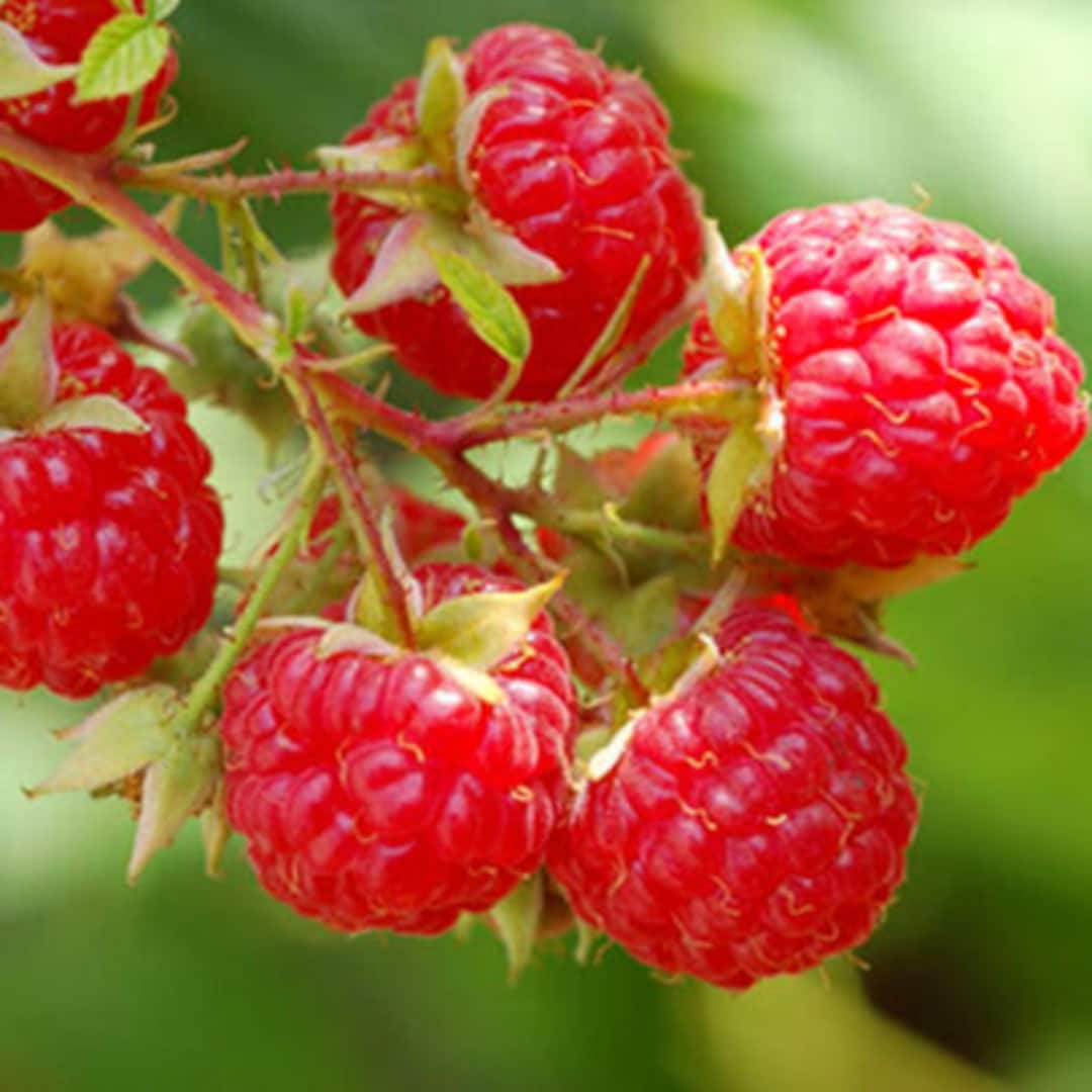 Heritage Red Raspberry Seeds- Hardy - Etsy