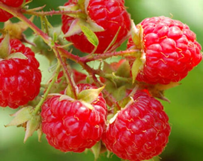 Heritage Red Raspberry Seeds- Hardy - Etsy