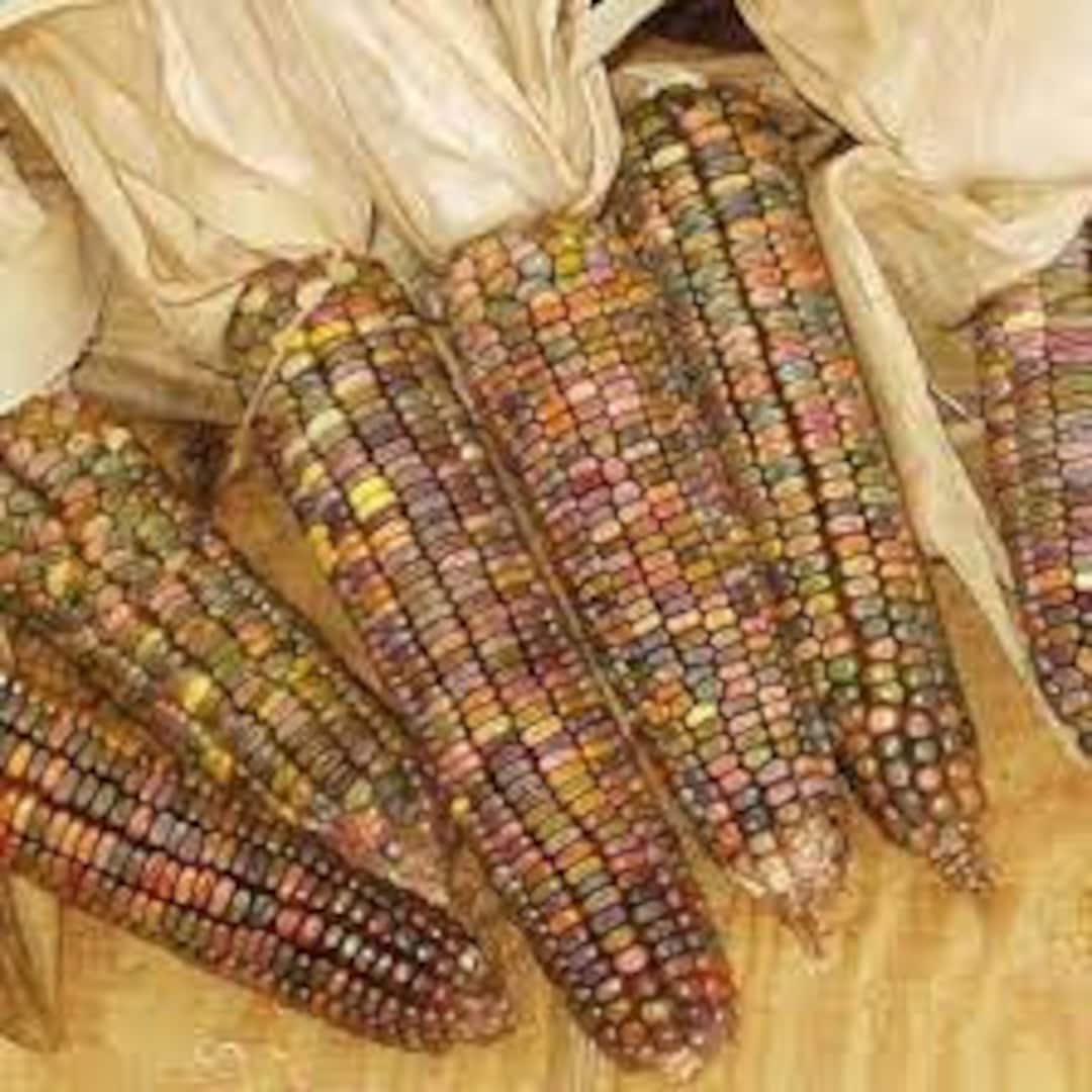 Earth Tones Dent Corn Seeds - Etsy
