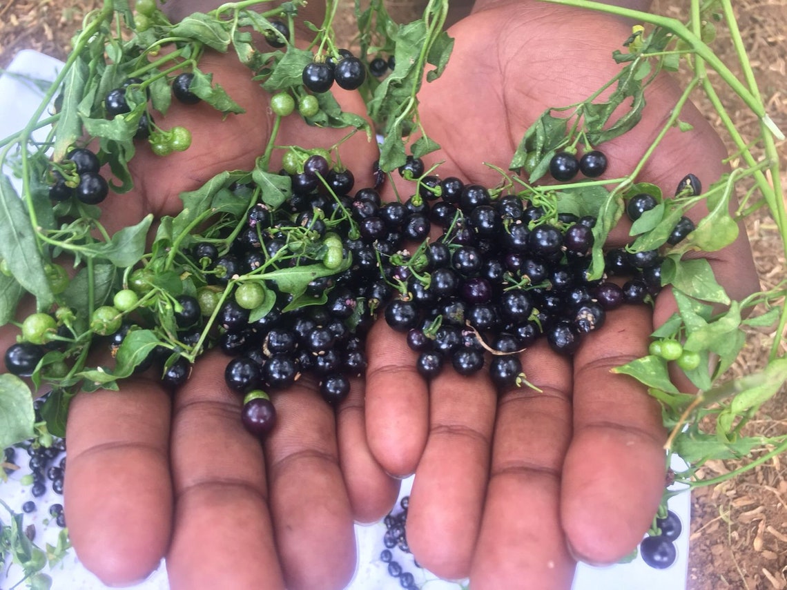 Chichiquelite Huckleberry Seeds - Etsy