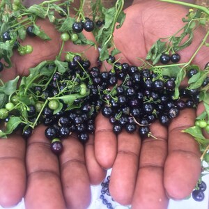 Chichiquelite Huckleberry Seeds - Etsy