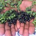Chichiquelite Huckleberry Seeds - Etsy