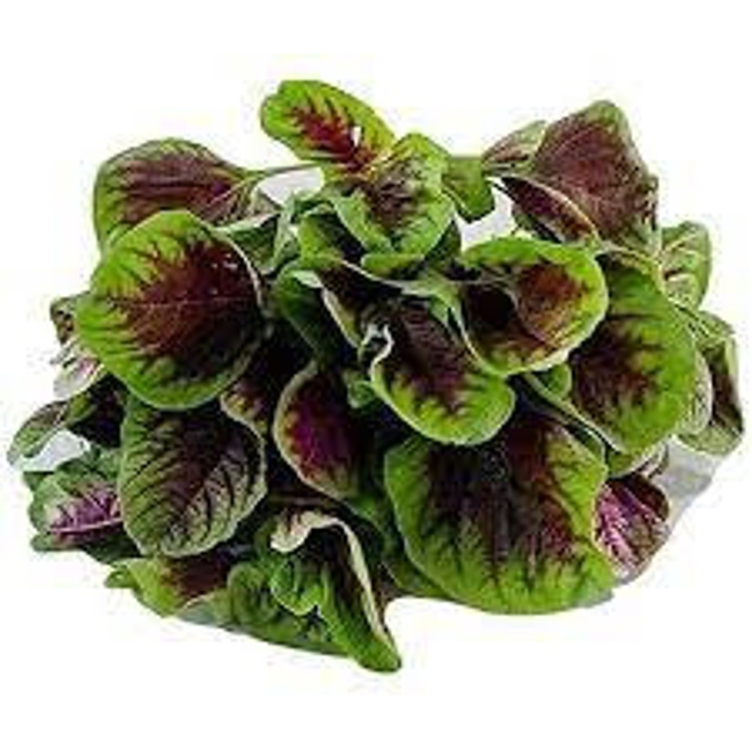 Green Leaf Lu Hsien Amaranth Seeds - Etsy