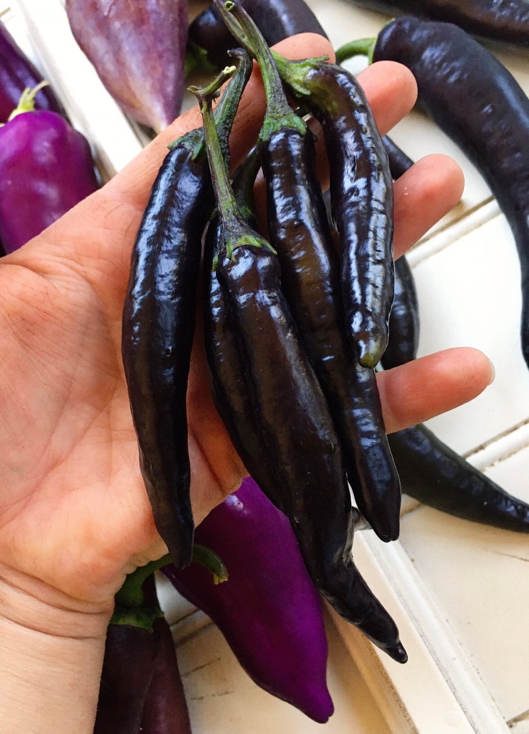 Murasaki Purple Sweet Pepper Seeds - Etsy