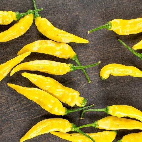 Aji Colorado Peruvian Heirloom Pepper Premium Seed Packet - Etsy