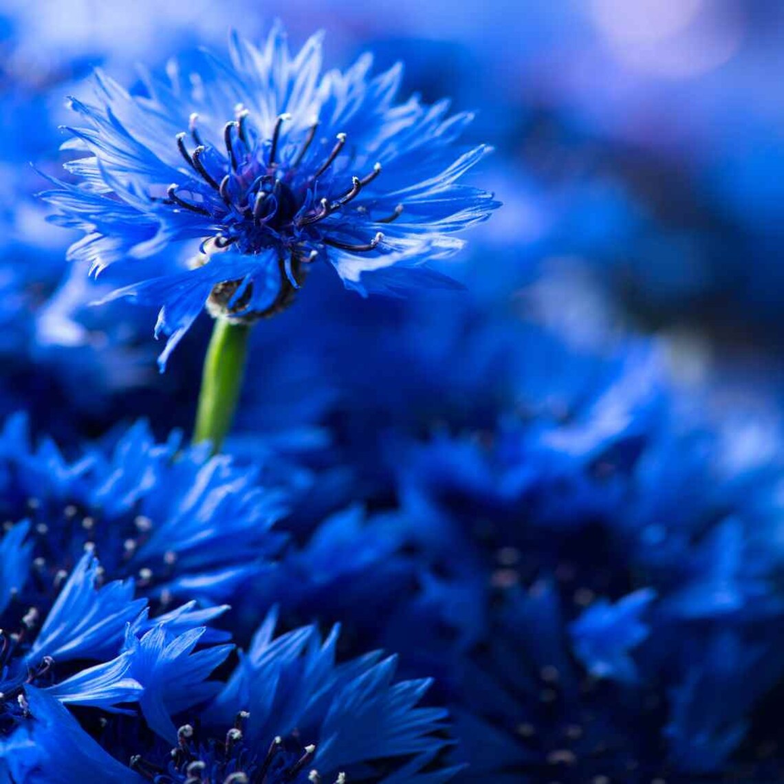 Tall Blue Cornflower Seeds - Etsy