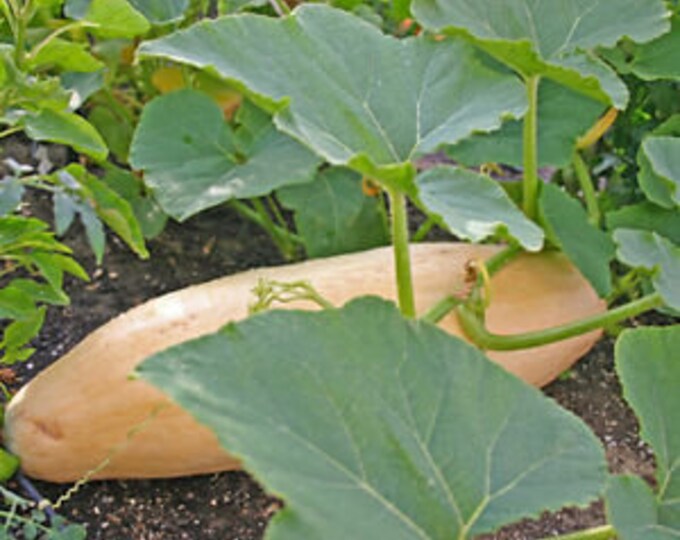 Jumbo Sweet Banana Squash Seeds - Etsy