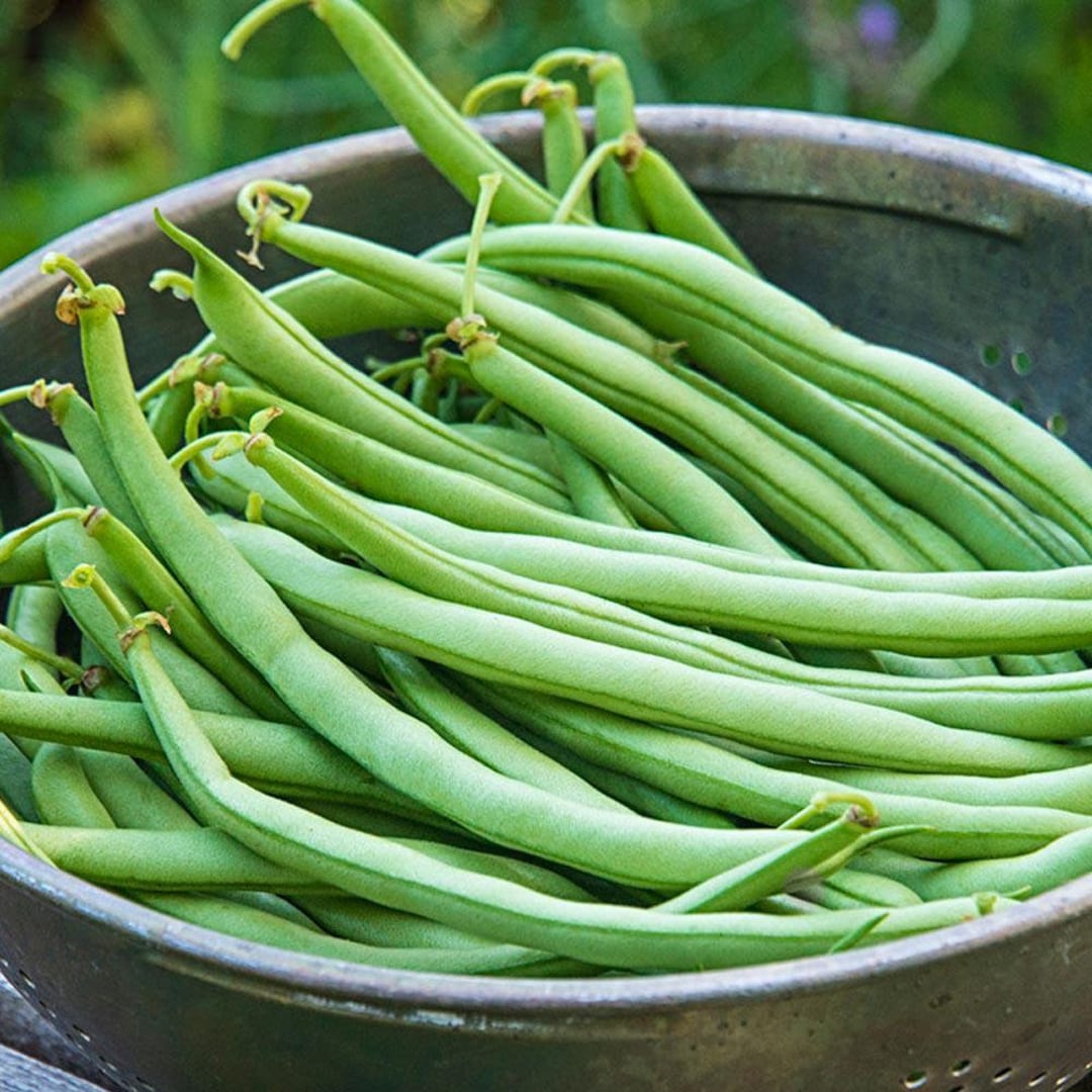 Blue Lake Bush Beans Seeds - Etsy