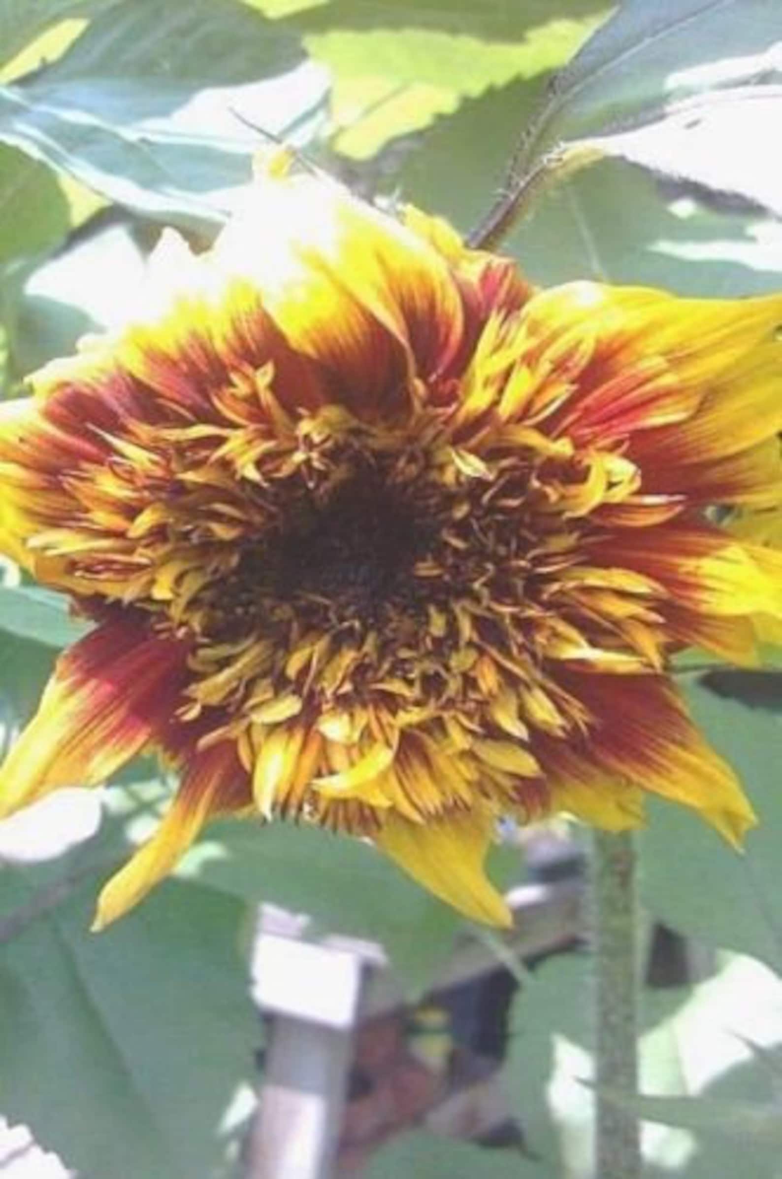 Tiger's Eye Sunflower - Etsy