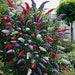 Custom Butterfly Bush Mix Seeds 150 Seeds- Easy to Grow -comb S/H - Etsy