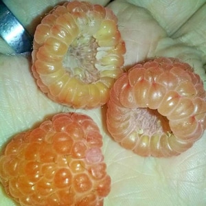 Sunshine Raspberry Bush Seeds! SWEET! Huge Variegated Fruit - Etsy