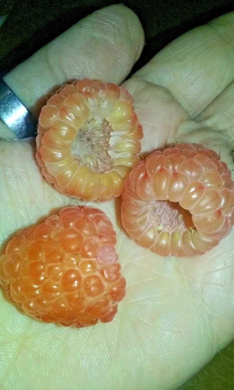 Sunshine Raspberry Bush Seeds! SWEET! Huge Variegated Fruit - Etsy