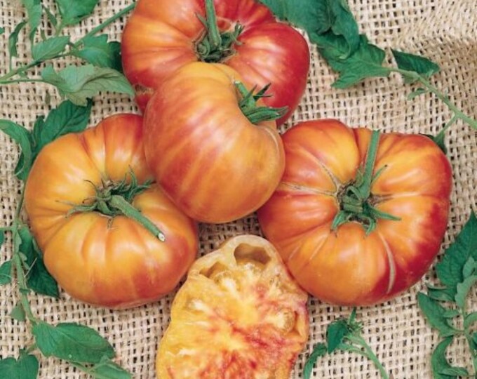 Old Flame Tomato Seeds - Etsy