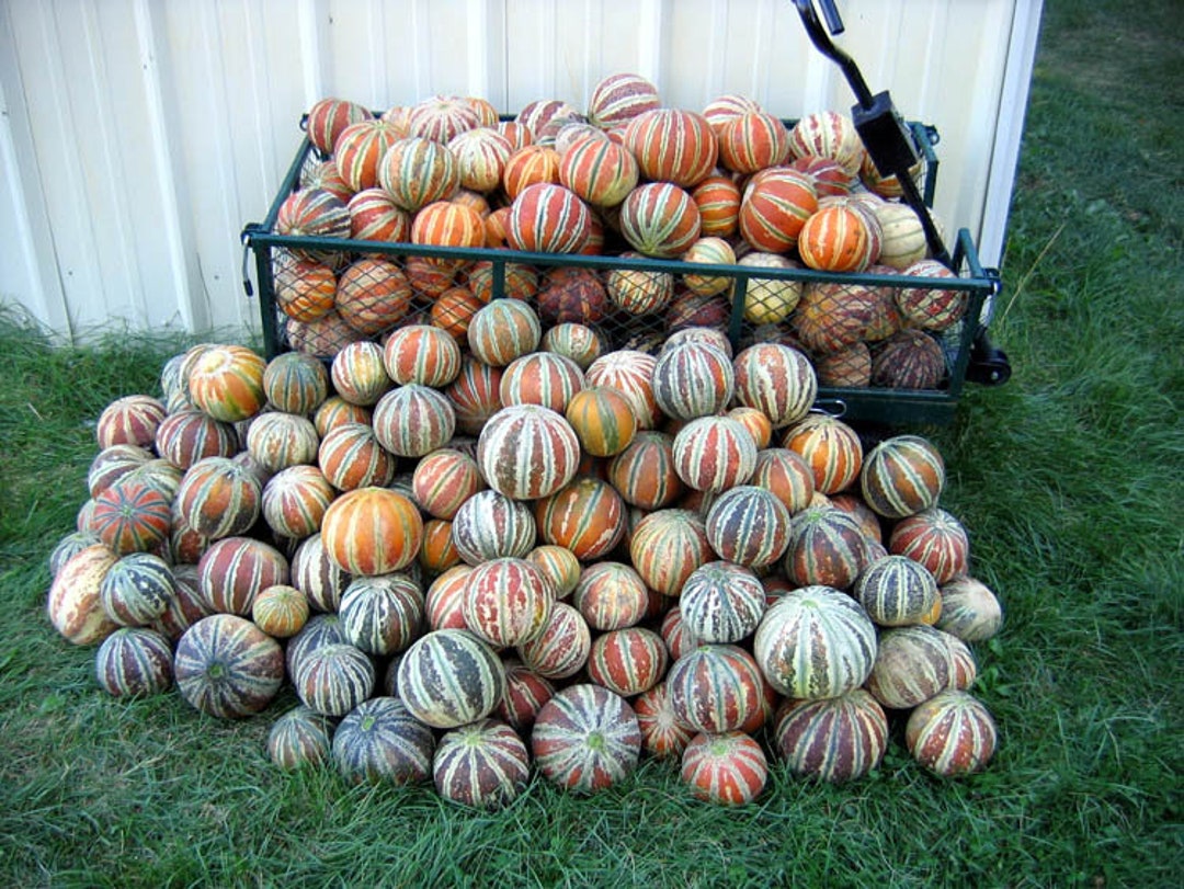 Kajari Melon Seeds - Mini Melons - Etsy
