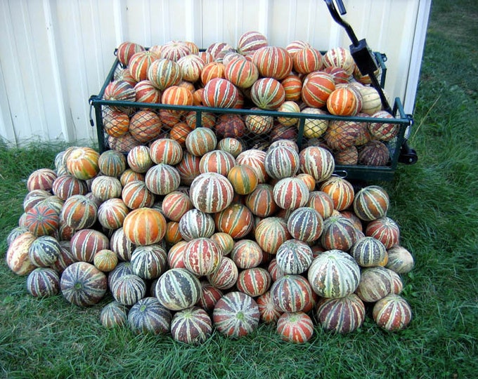 Kajari Melon Seeds - Mini Melons - Etsy