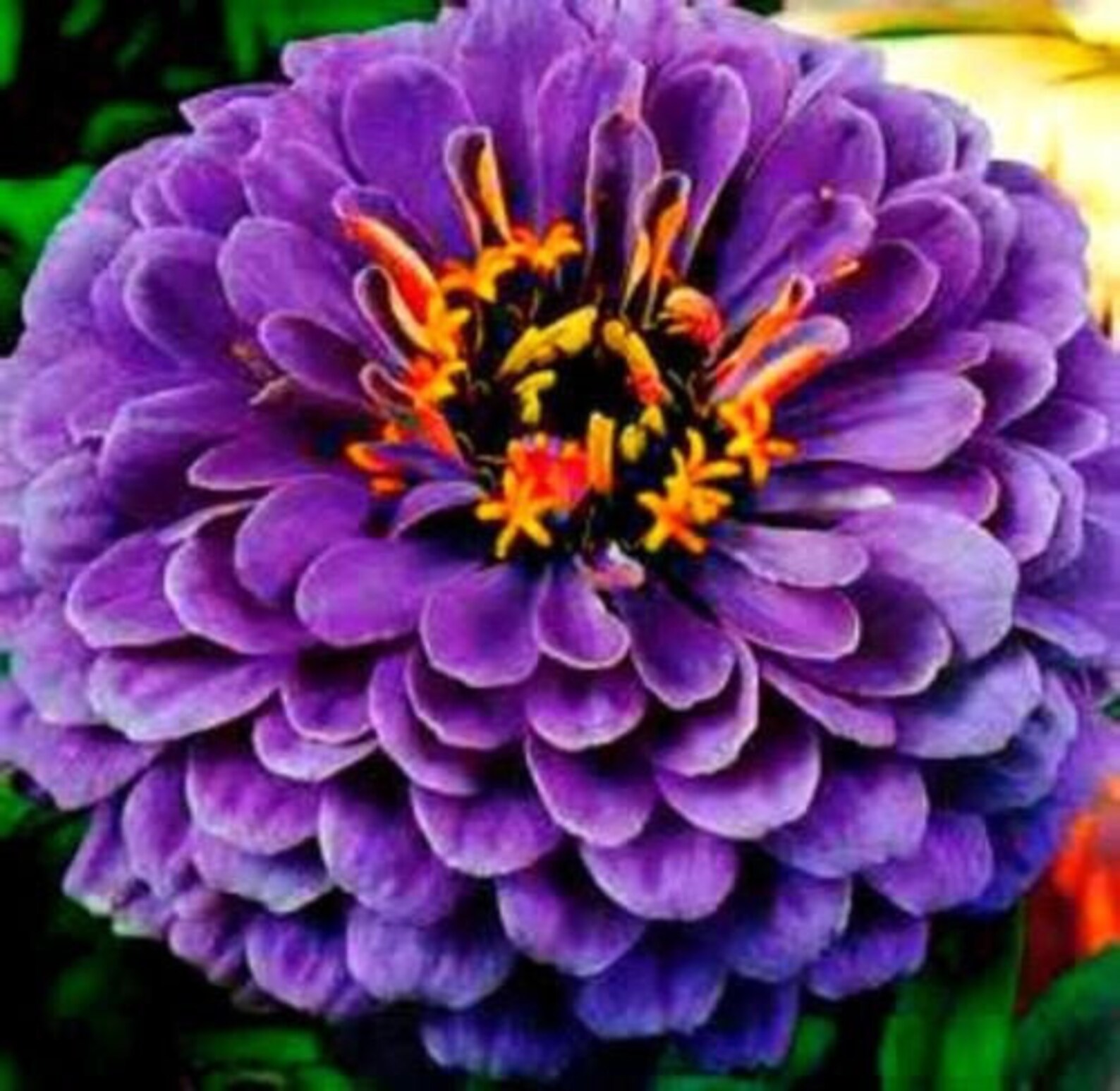 Hot Neon Purple Zinnia Seeds - Etsy