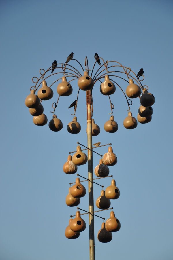 Purple Martin House Gourds