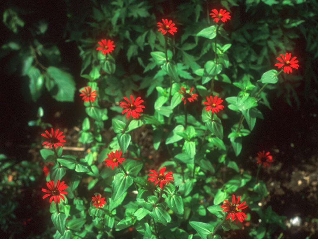 Red Spider Zinnia Seeds - Tiny Flower on Dwarf Plants - Etsy