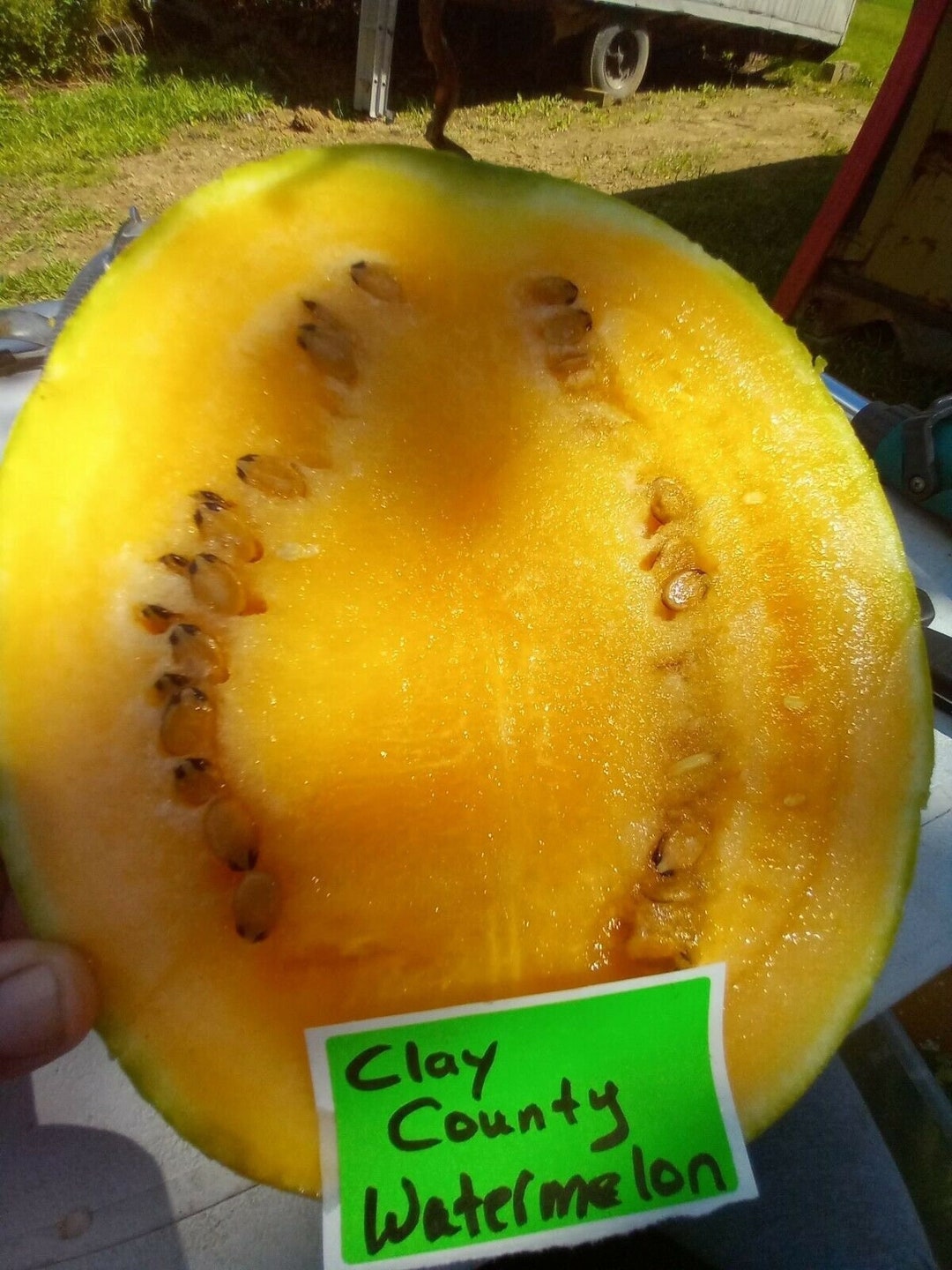Clay County Watermelon Seeds - Etsy
