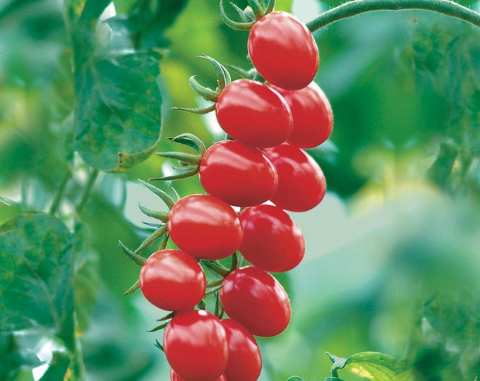 Santa Cherry Tomato Seeds - Etsy
