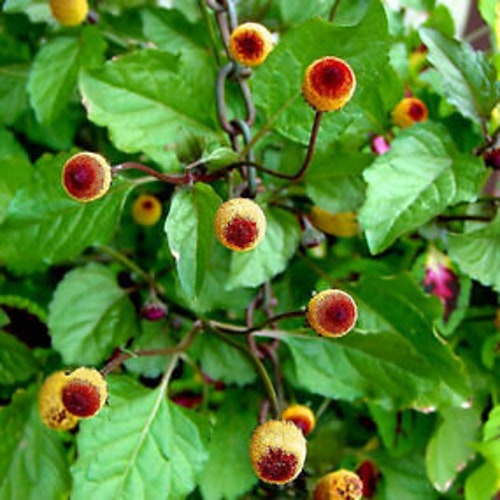 Toothache Plant Seeds natural Remedy for Tooth Pain - Etsy