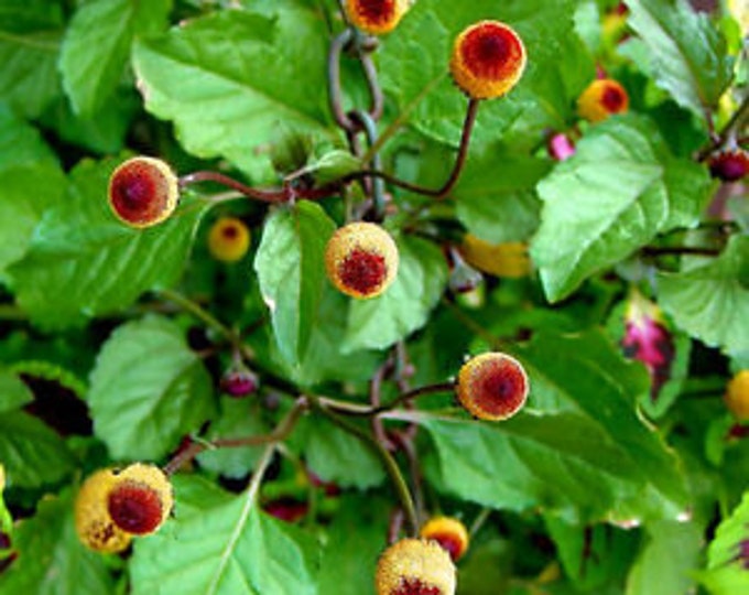 Toothache Plant Seeds (natural Remedy for Tooth Pain!) - Etsy