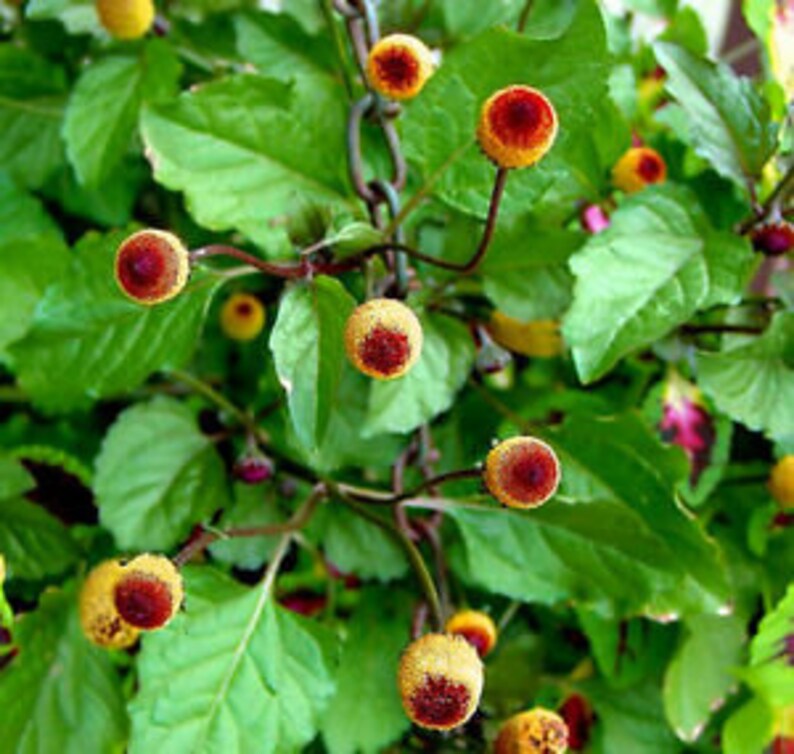 Toothache Plant Seeds (natural Remedy for Tooth Pain!) - Etsy