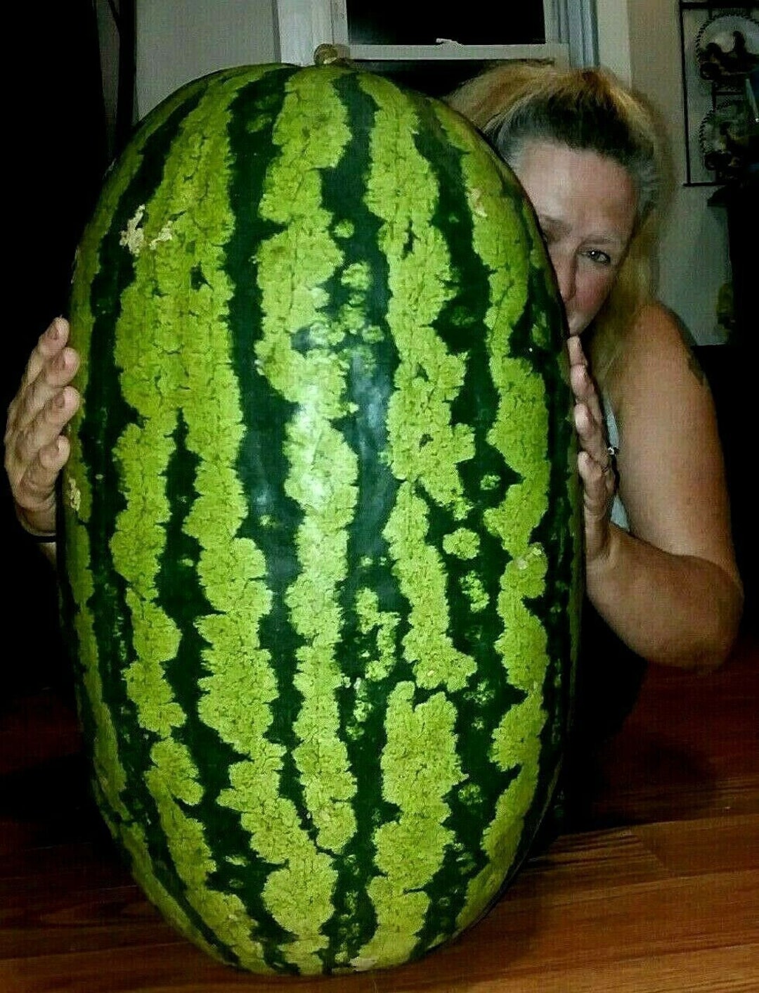 75 Pound Carolina Cross Watermelon Seeds! Massive Prize Winning Melons ...