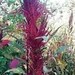 Amish Tall Boy Amaranth Seeds - Etsy