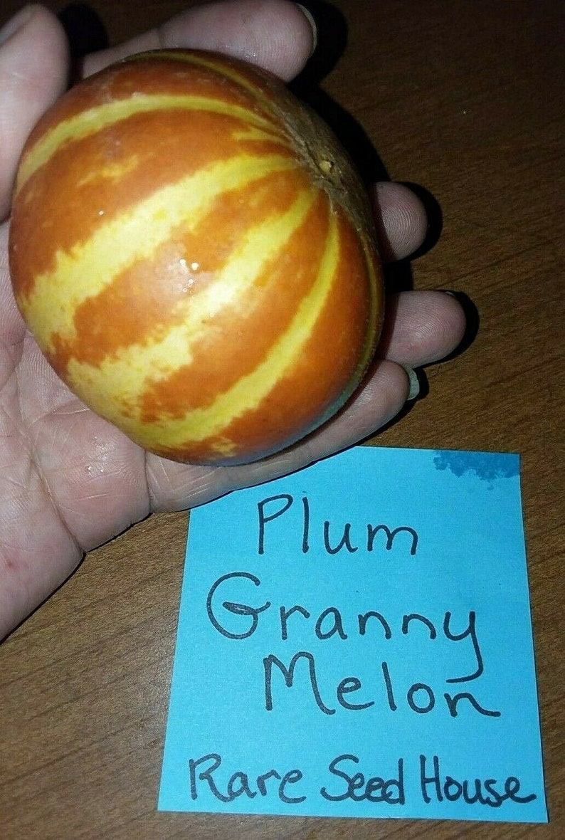Plum Granny Melon Seeds Mini Melon's 15 Seeds Loads - Etsy