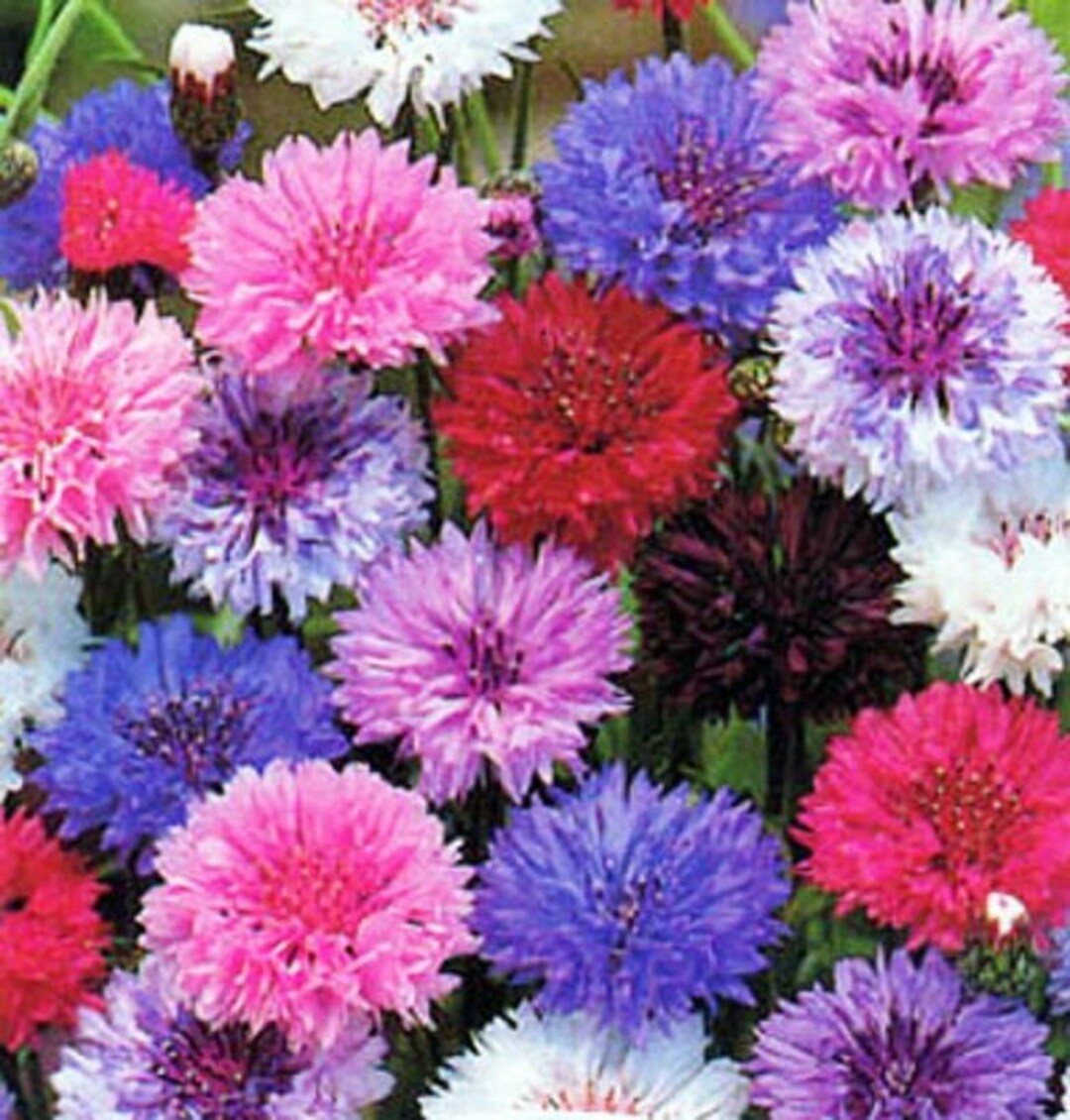 Bachelors Button Tall Mixed Color Seeds - Etsy
