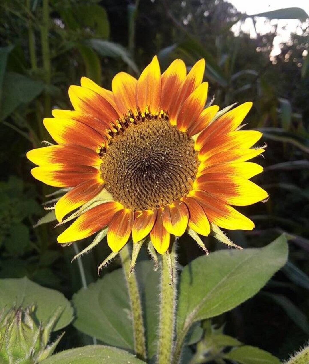 Evening Sun Sunflower - Etsy