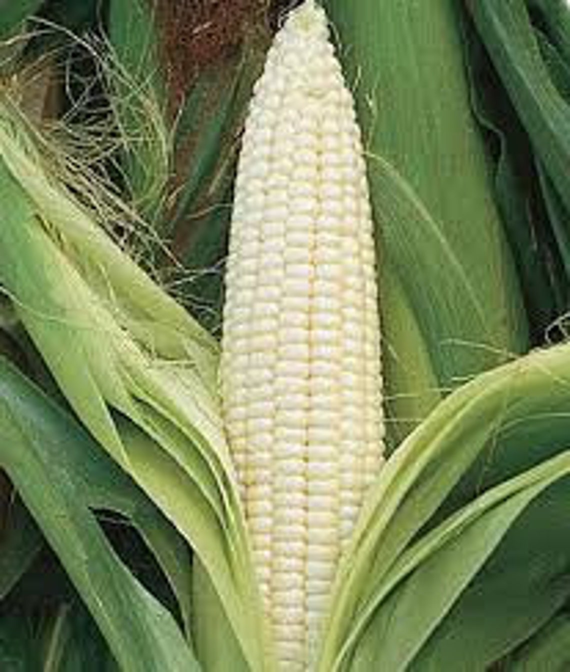 Silver Queen Corn Seeds - Etsy