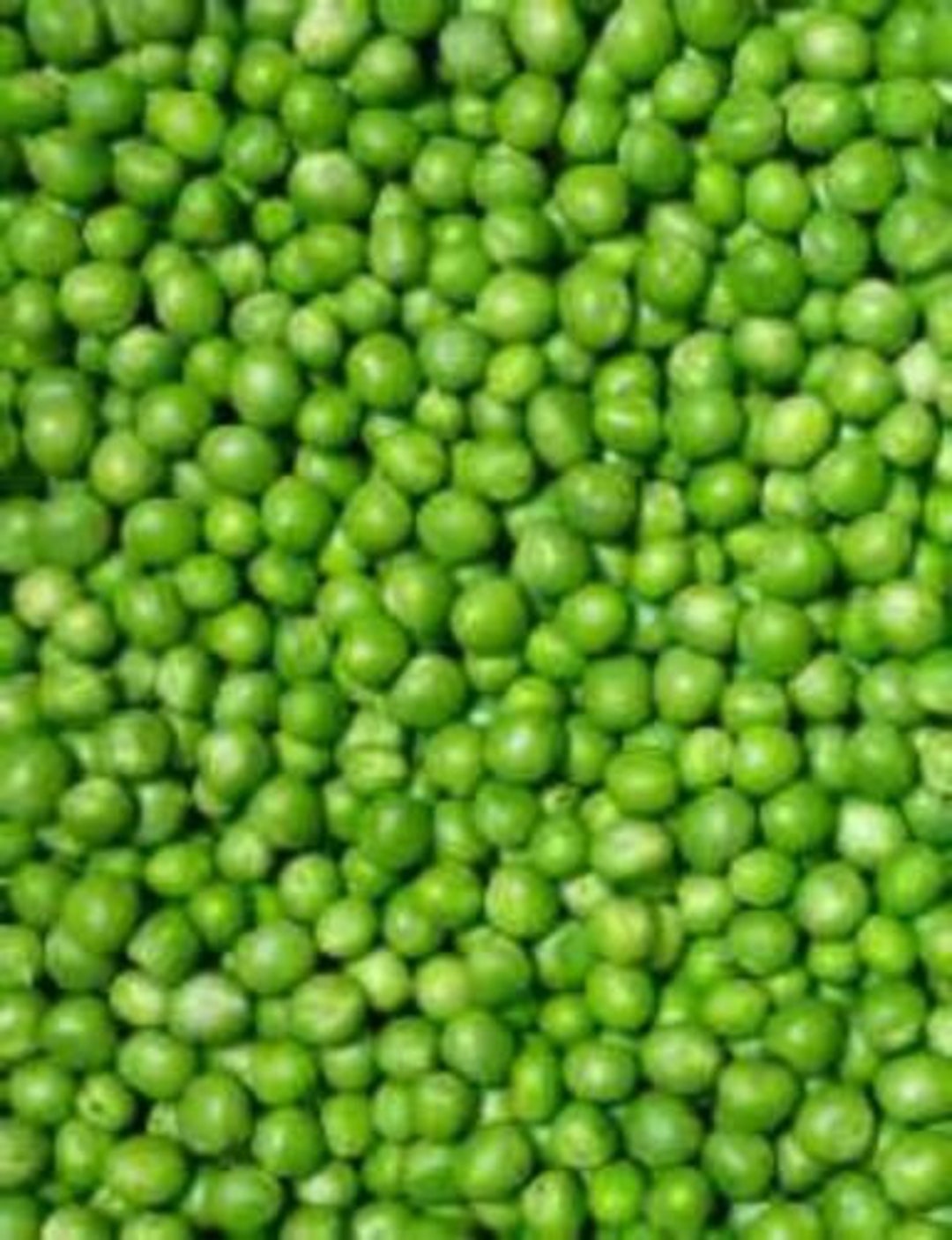 Little Marvel Pea Seeds - Etsy