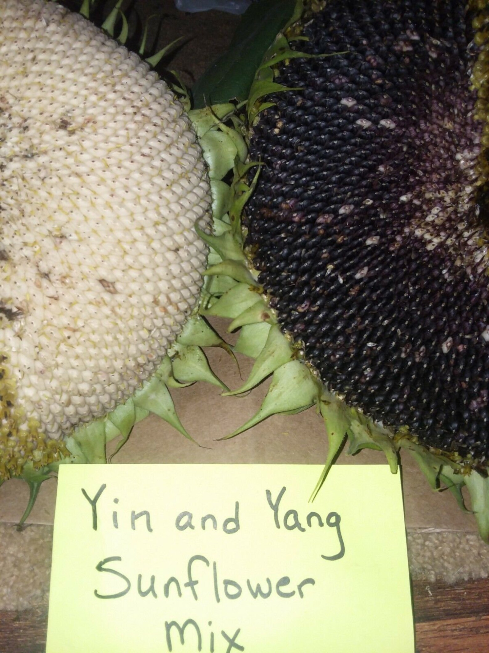 Yin & Yang Sunflower Seed Mix - Etsy