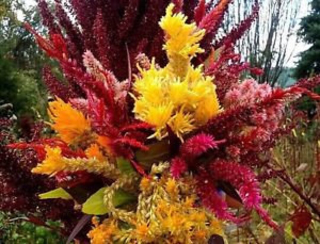 Pampas Plume Multi-color Feather Celsioa Mix - Etsy