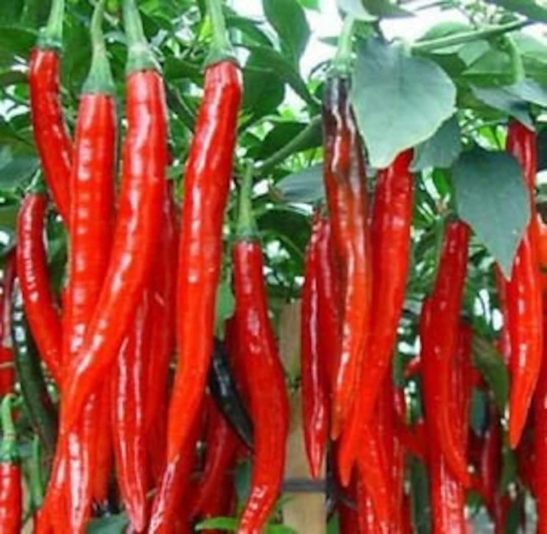 Long Hot Cayenne Pepper Seeds - Etsy