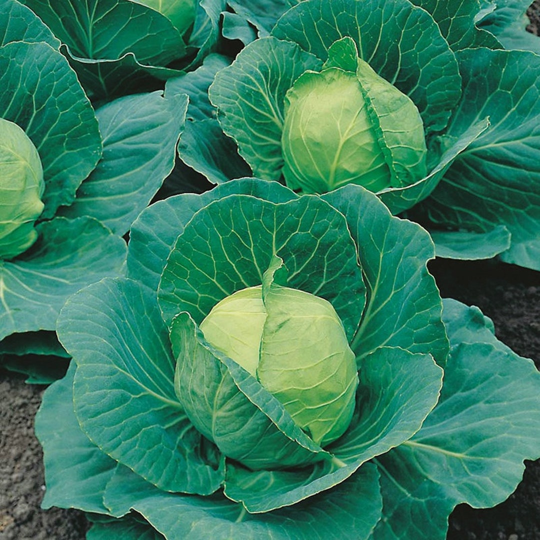 Golden Acre Cabbage Seeds - Etsy