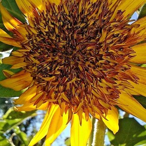 Tiger's Eye Sunflower - Etsy