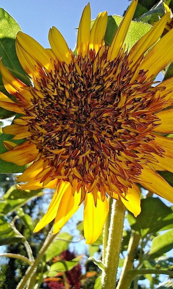 Tiger s Eye Sunflower Etsy