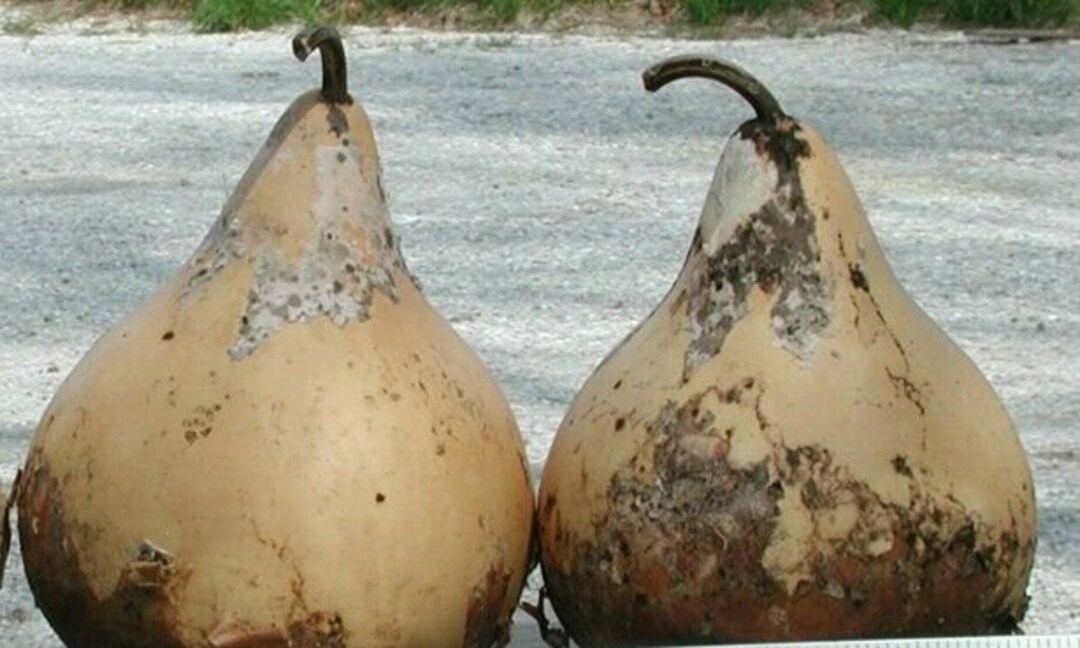 Gourd 1 gourd Seeds - Etsy