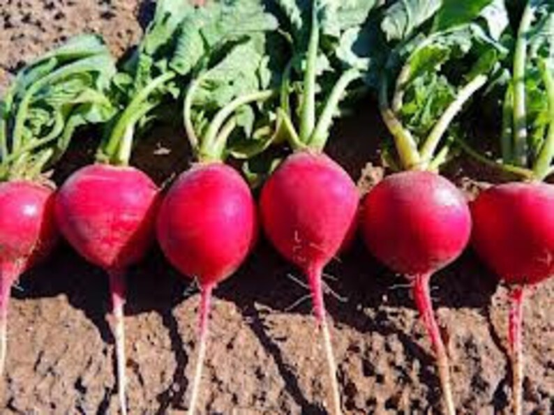 Crimson Giant Radish Seeds - Etsy