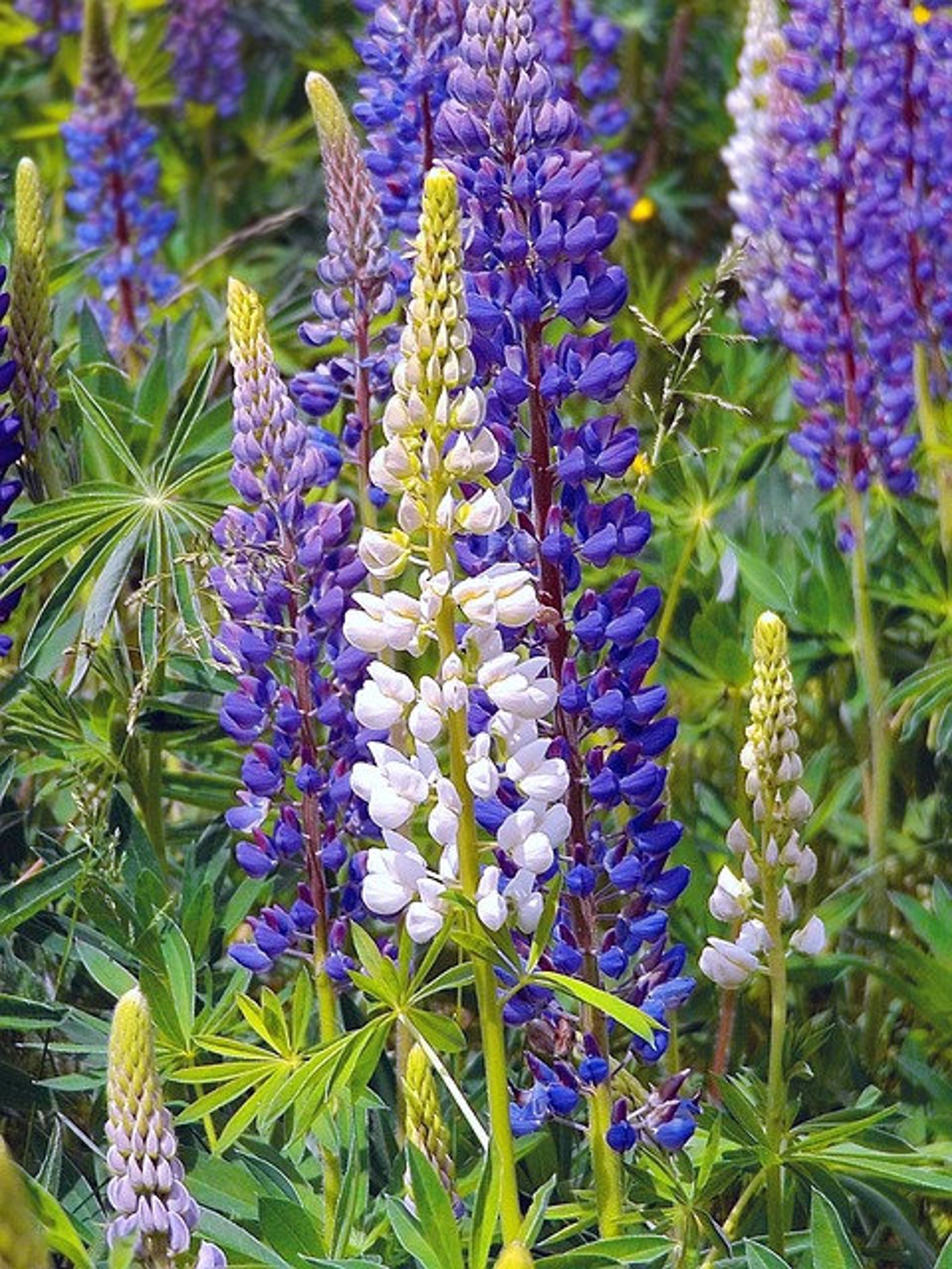 Hardy Russell Lupine Mixed Seeds - Etsy