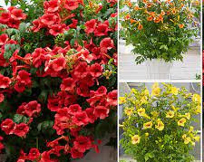 Hummingbird Trumpet Vine Mix - 25 Seeds - Etsy