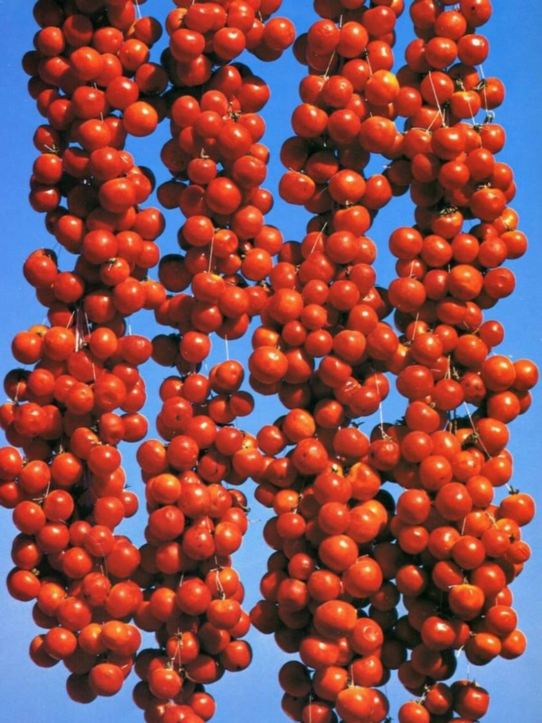 Large Red Cherry Tomato - Etsy