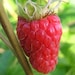 JUMBO Red Raspberry Bush Seeds BIG & SWEET - Etsy