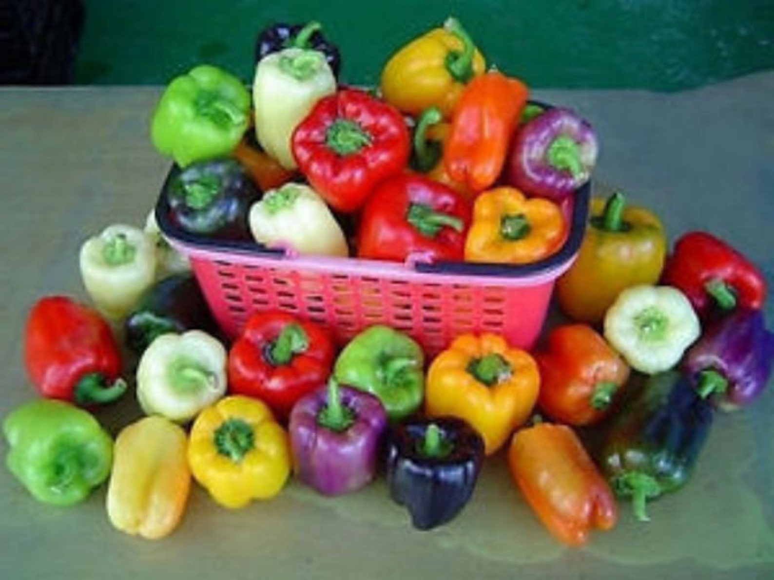 Grand Bell Mix Pepper Seeds - Etsy