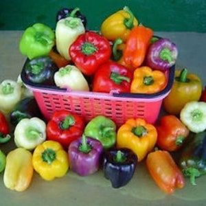 Grand Bell Mix Pepper Seeds - Etsy