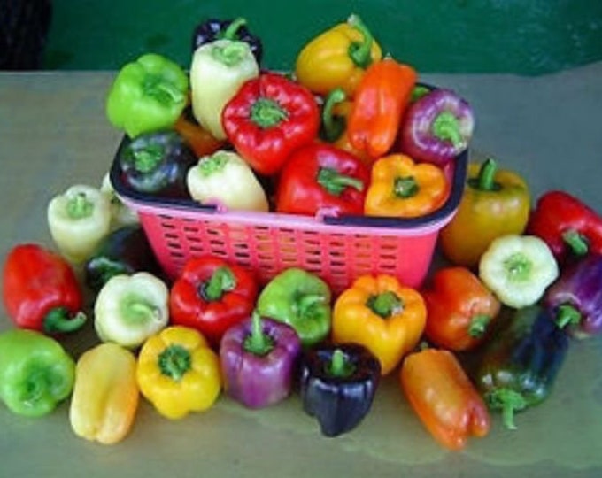 Grand Bell Mix Pepper Seeds - Etsy