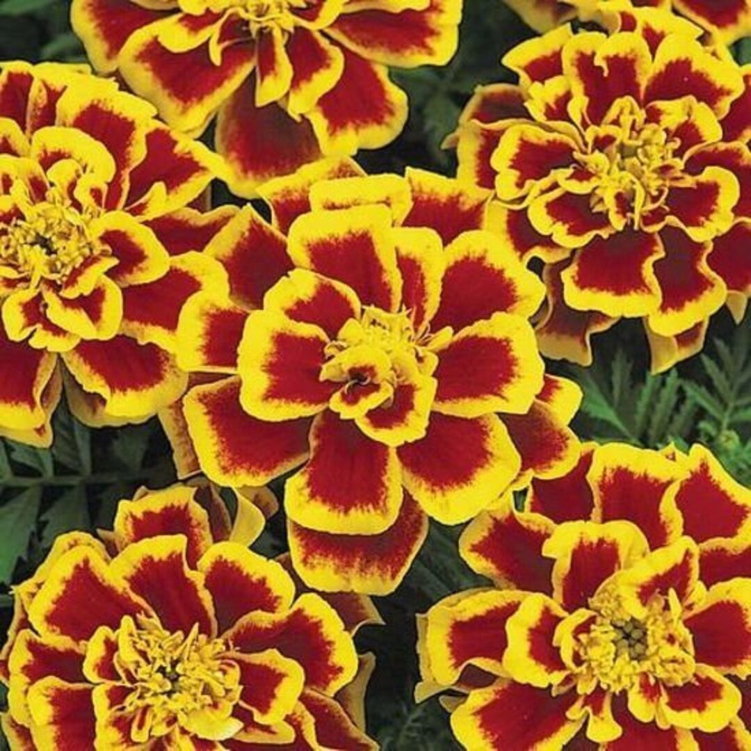 Durango Bee Marigold - Etsy